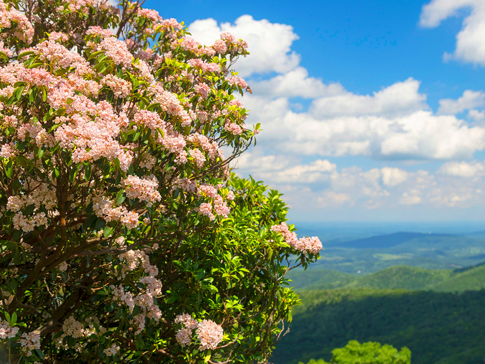 Blue Ridge Spring Blooms - Luray Caverns